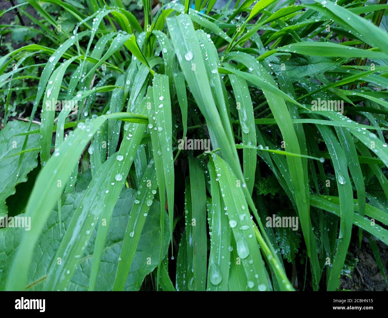 Spring Buds flowers new fruits tree branches greenery and green beauty ...