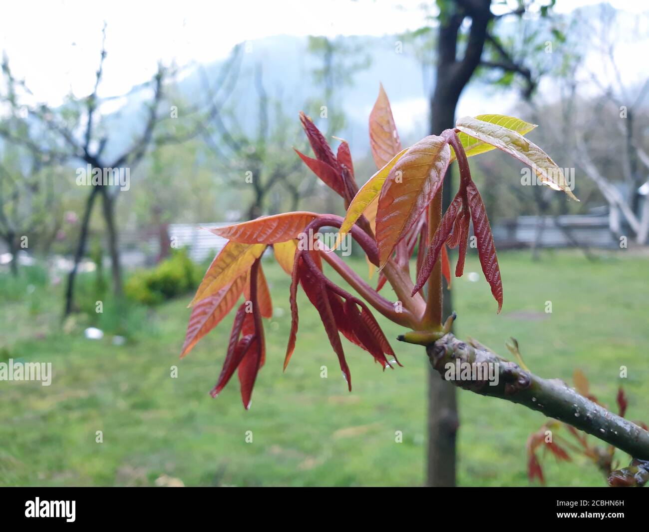 Spring Buds flowers new fruits tree branches greenery and green beauty ...
