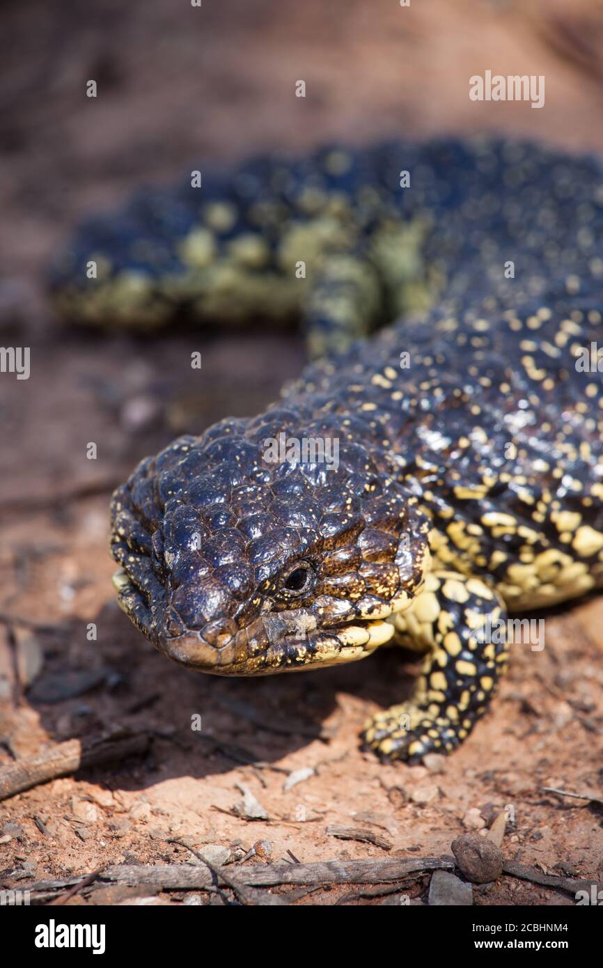 Australian shingleback lizard hi-res stock photography and images - Alamy
