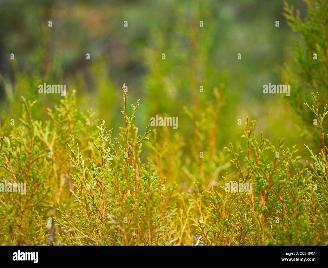 The Tree Leaves and Beautiful Nature in the trail of Mianshan Mountain ...