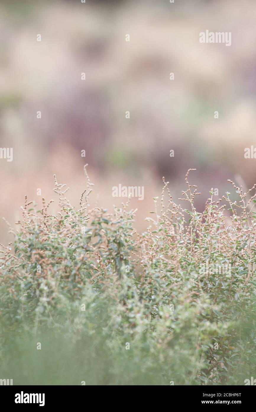 Australia shrub hi-res stock photography and images - Alamy