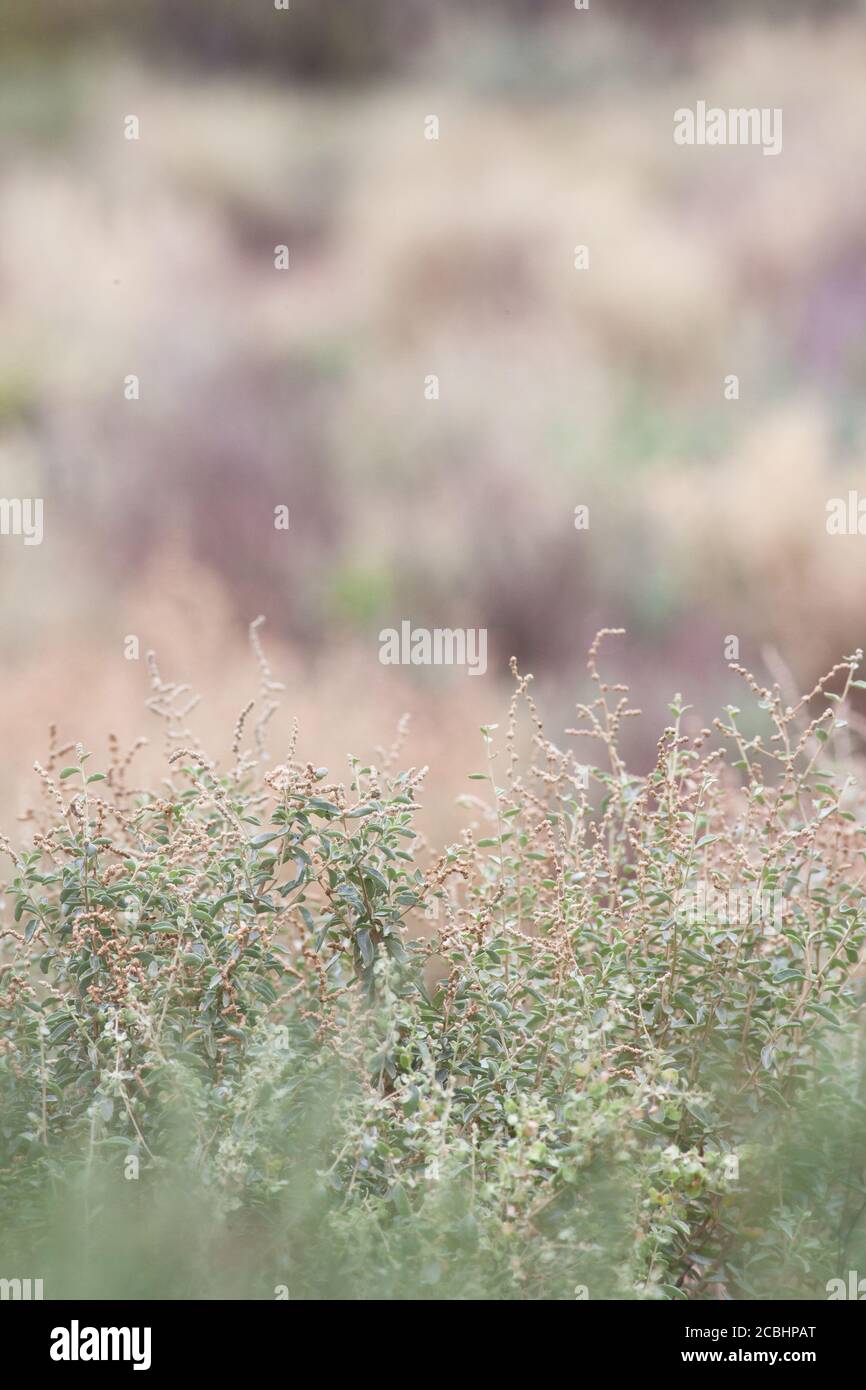 Kidney fruited saltbush hi-res stock photography and images - Alamy