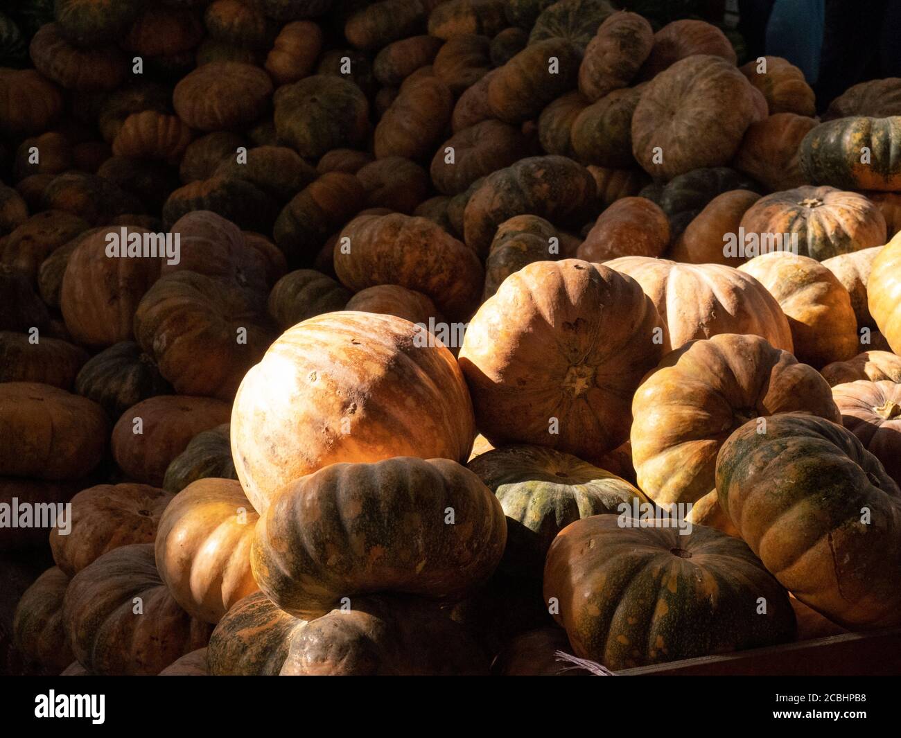A collection of ripe pumpkins piled together, showcasing their round ...