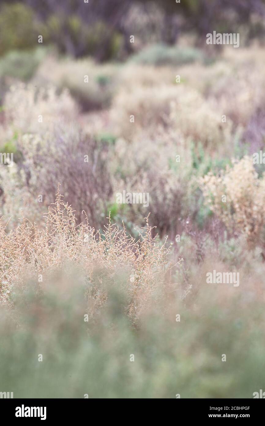 Australia shrub hi-res stock photography and images - Alamy