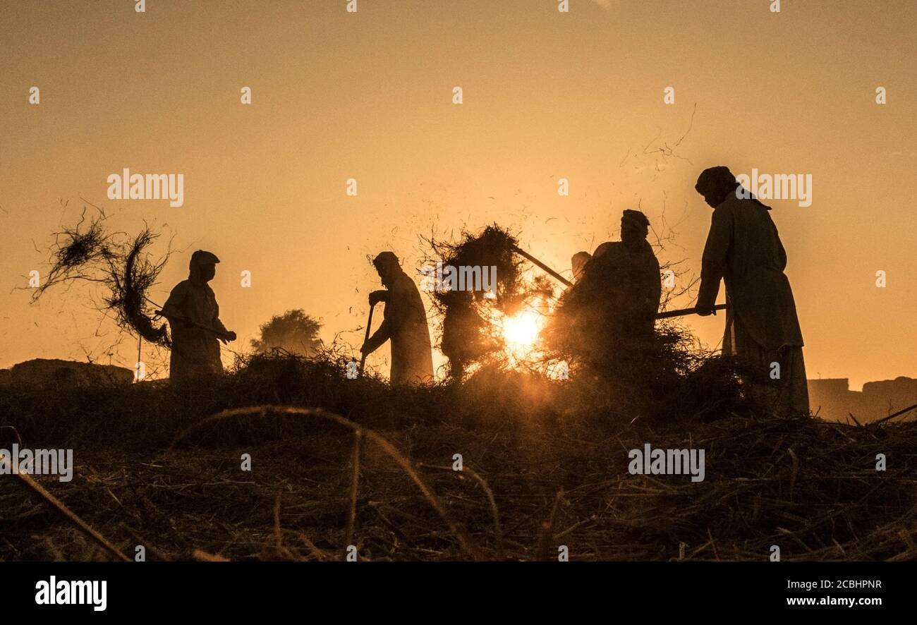 Haystack workers stacking hay with pitchfork Stock Photo - Alamy