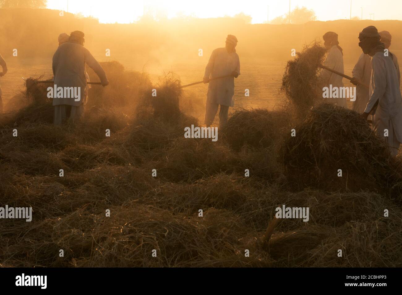Haystack workers stacking hay with pitchfork Stock Photo - Alamy
