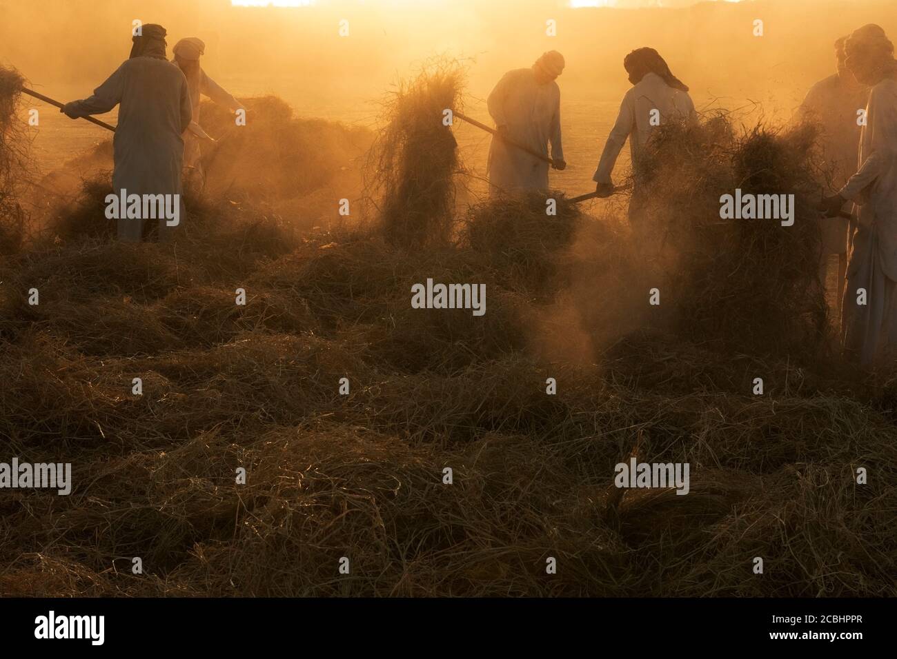 Haystack workers stacking hay with pitchfork Stock Photo - Alamy