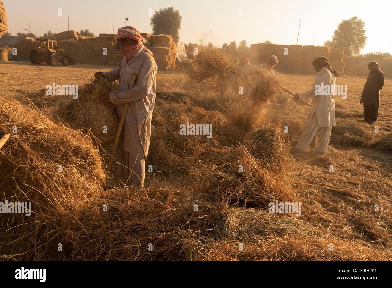 Haystack workers stacking hay with pitchfork Stock Photo - Alamy