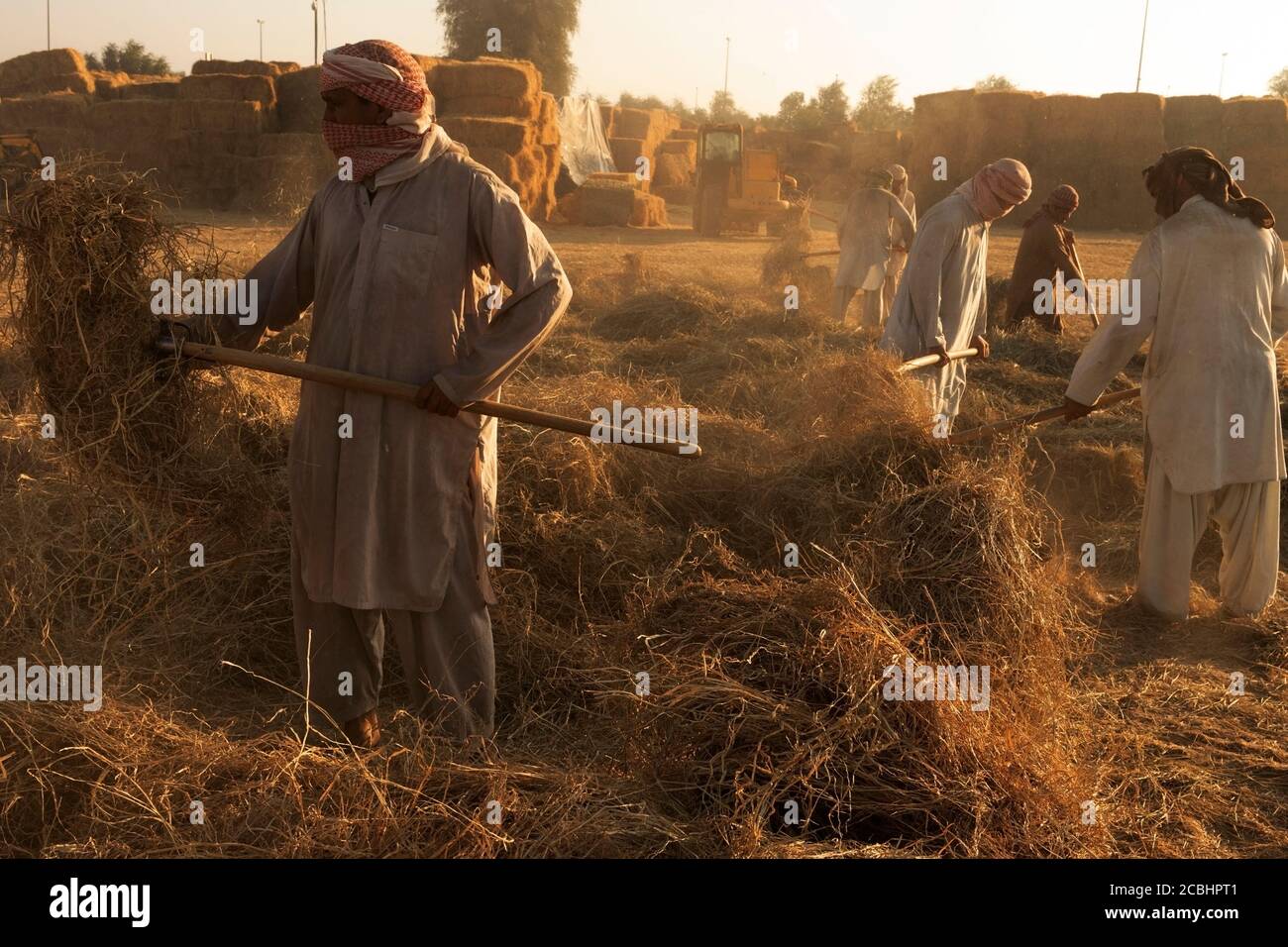 Haystack workers stacking hay with pitchfork Stock Photo - Alamy