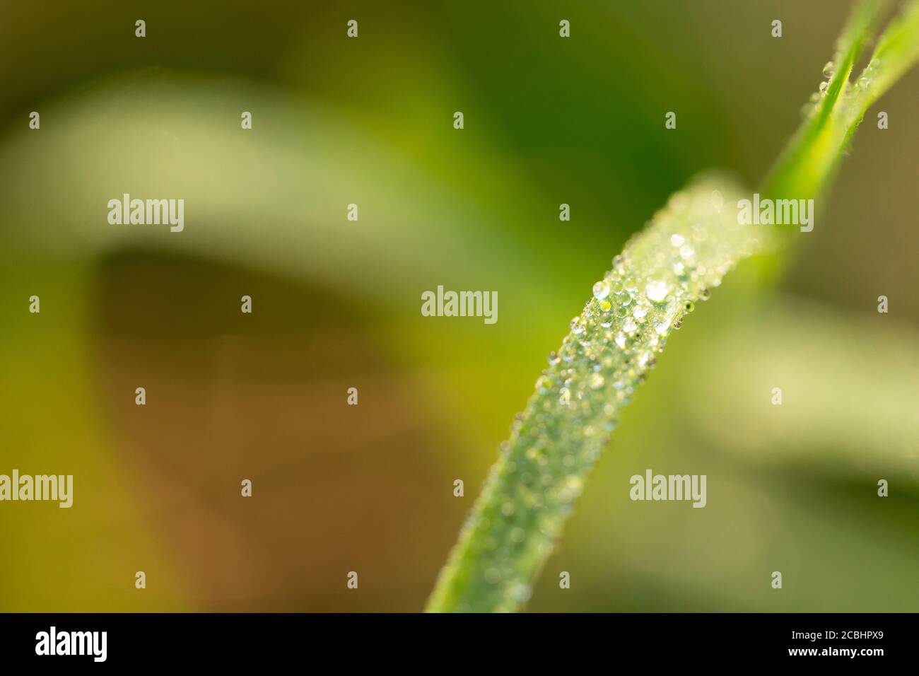 Morning dew on leaves Stock Photo - Alamy