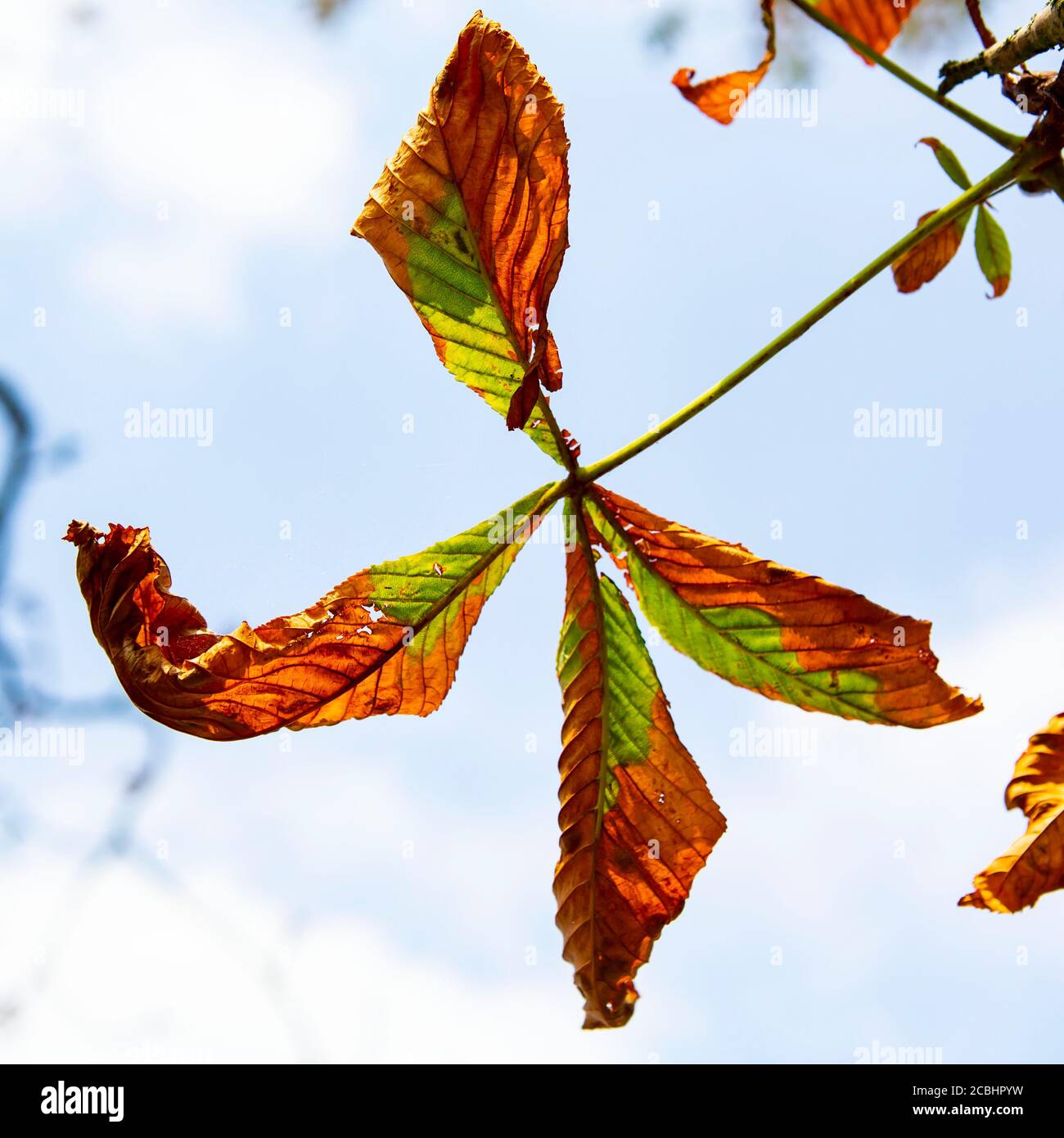 Leaf changing hi-res stock photography and images - Alamy