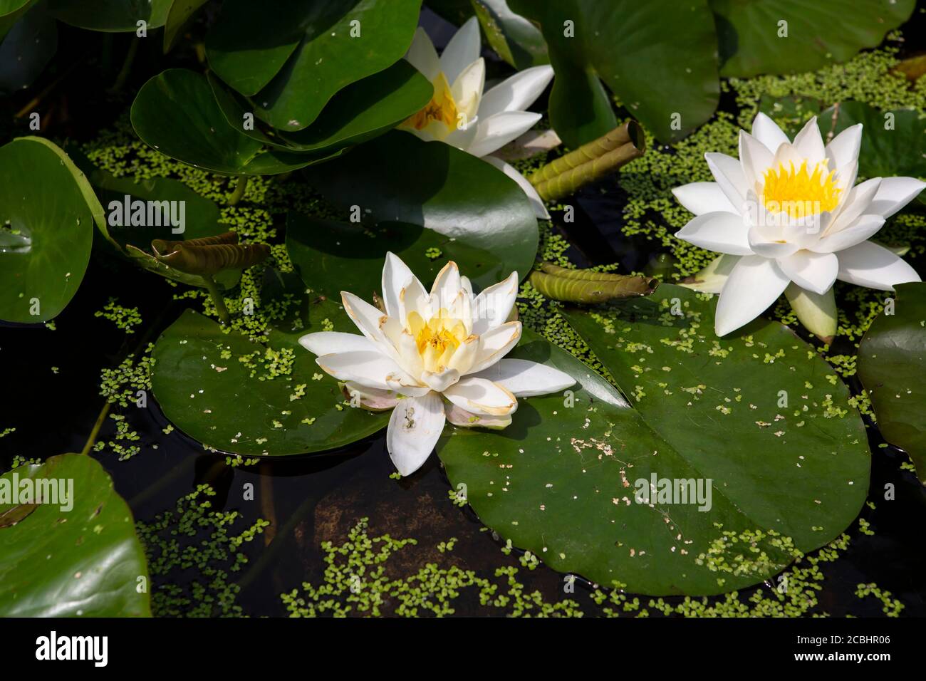 Water lilies floating on a pond Stock Photo - Alamy