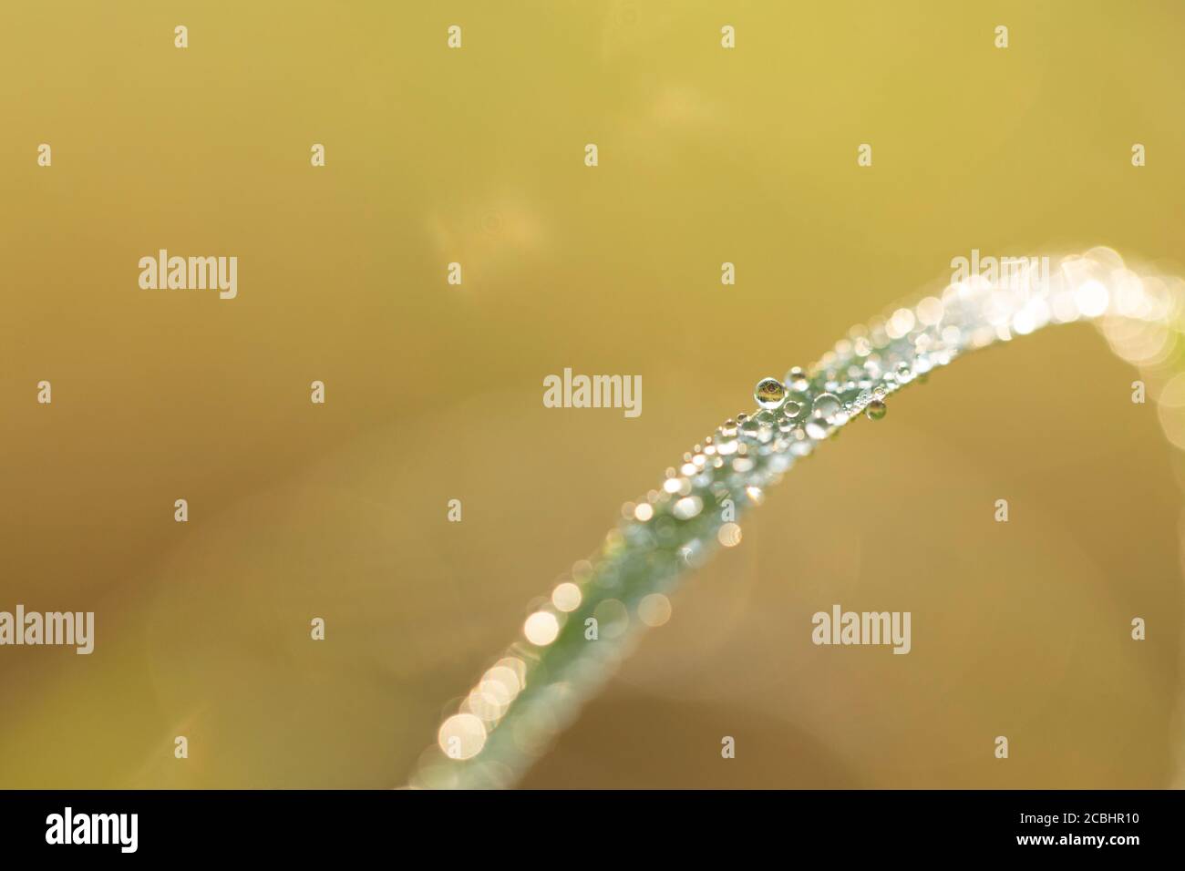 Morning dew on leaves Stock Photo - Alamy