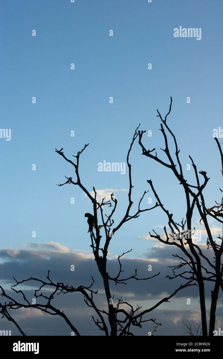 Burnt tree branches after fire Stock Photo - Alamy