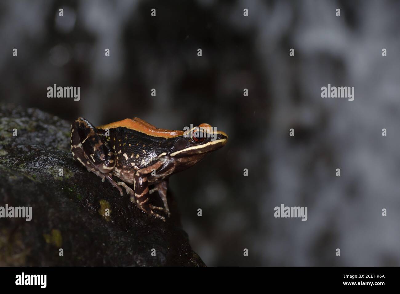 Fungoid Frog sitting on the rocks, Pune District, Maharashtra, India ...