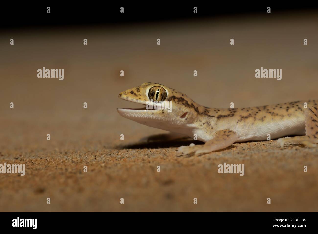 Sind Sand Gecko, Desert National Park, Rajasthan, India Stock Photo - Alamy