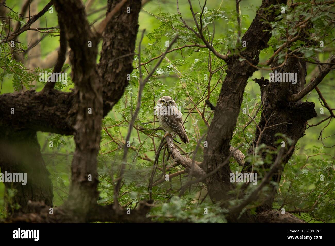 Spotted owlet india hi-res stock photography and images - Alamy