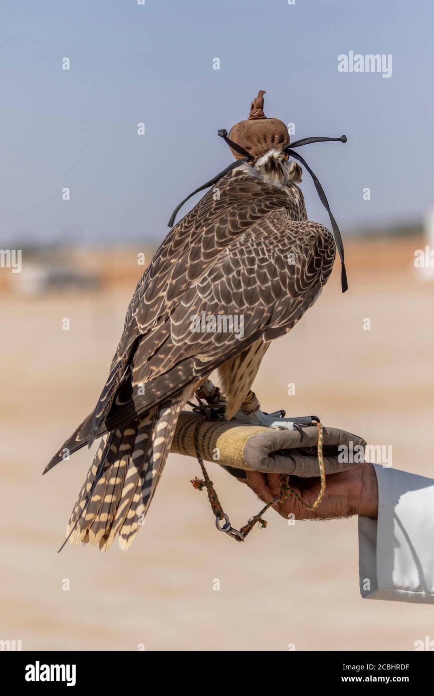 An Arab in traditional Arabic costume holding a falcon brought for the ...