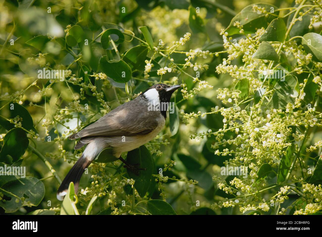 White-eared Bulbul- Pycnonotus leucotis, Little Rann of Kutch, Gujarat ...