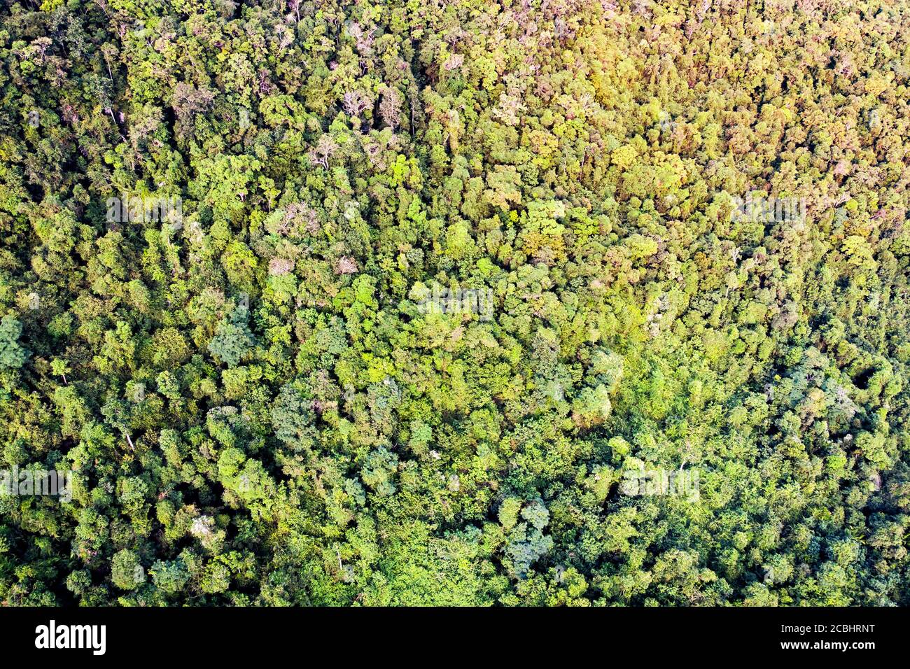 Forest pattern view from above. background is green from jungle ...