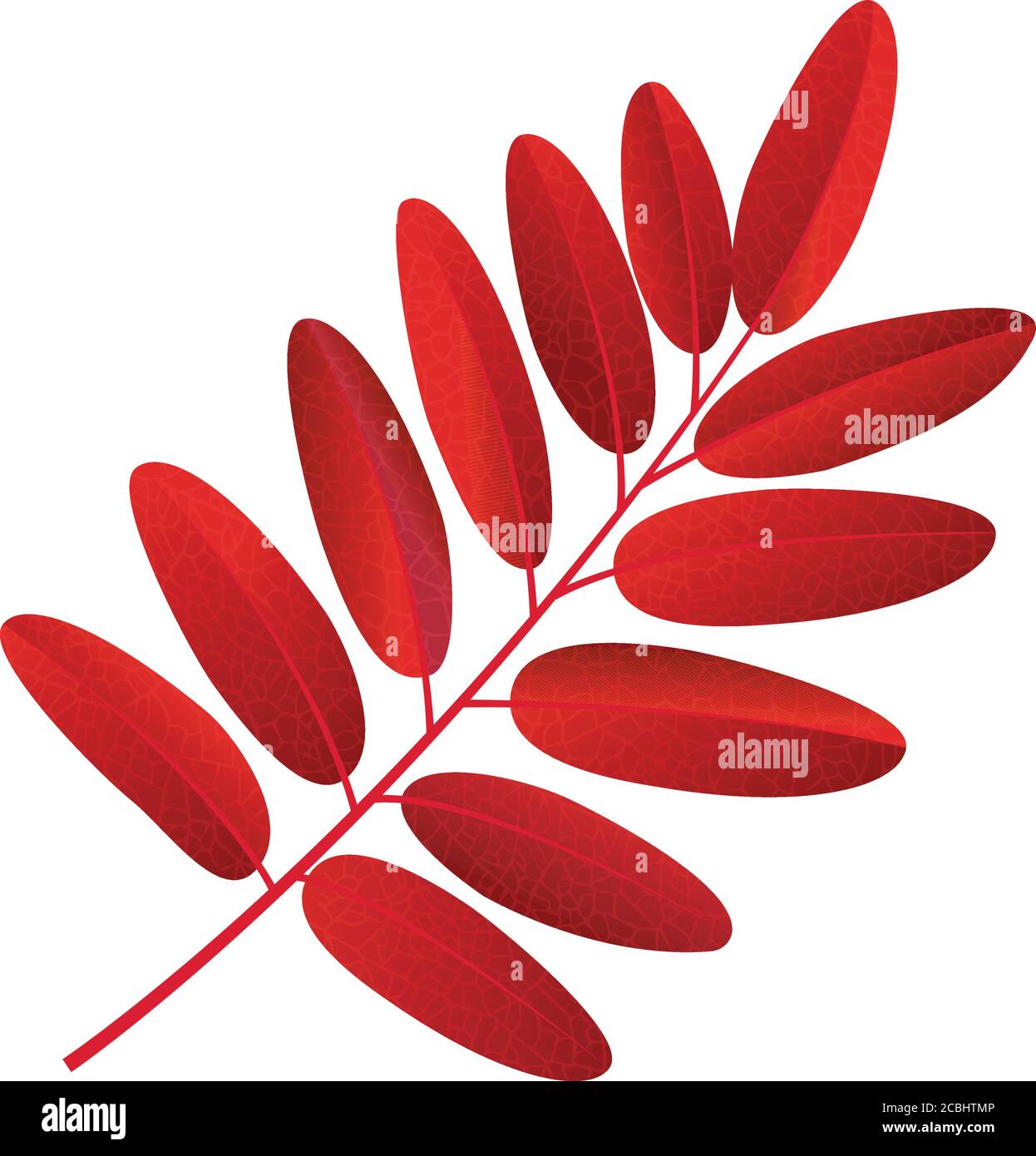 Autumn rowan leaf vector on a white background Stock Vector Image & Art ...