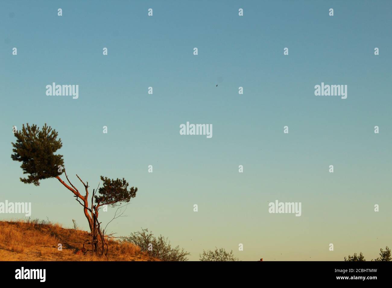 a lone solitary tree grows on the sand against a blue sky savanna ...