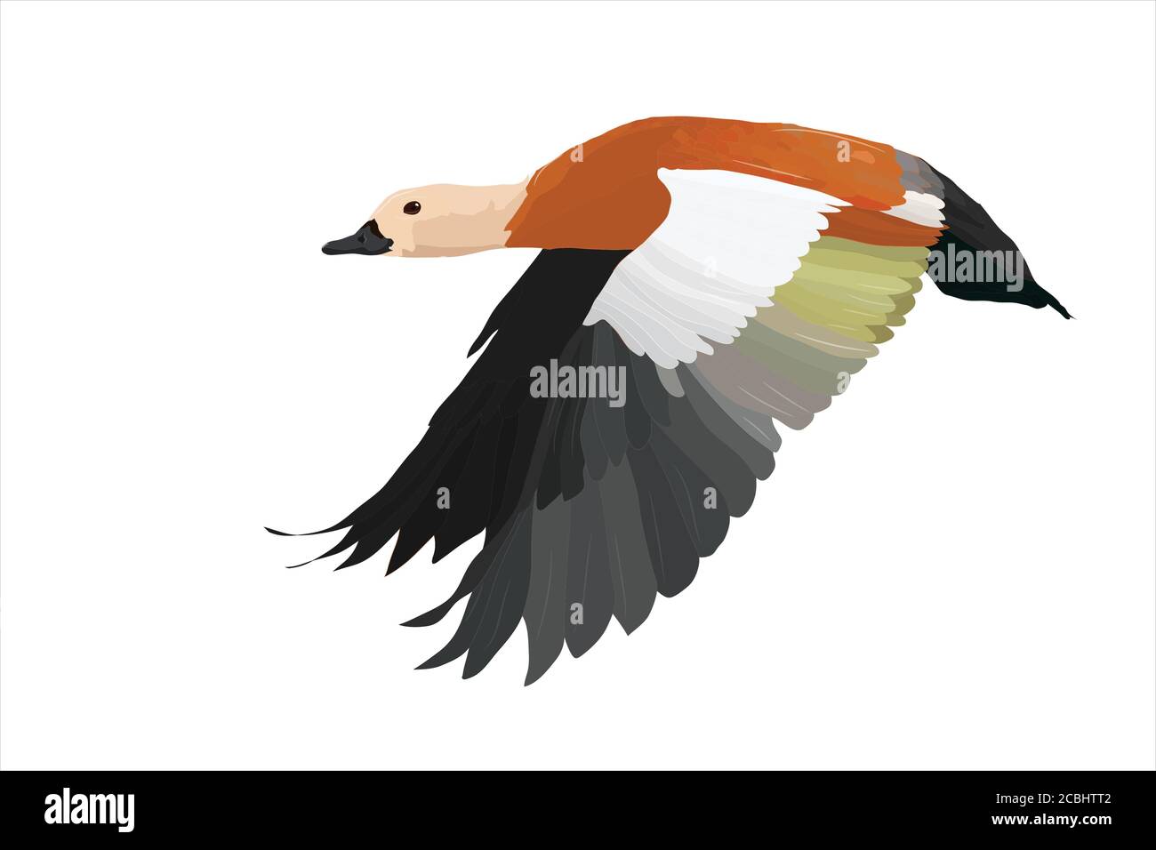 Flying shelduck Stock Vector Images - Alamy