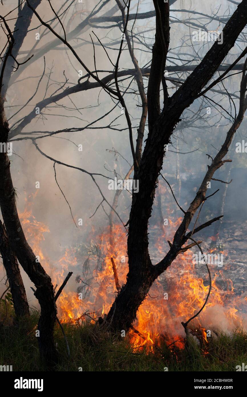Australia bushfires in summer fire season Stock Photo - Alamy