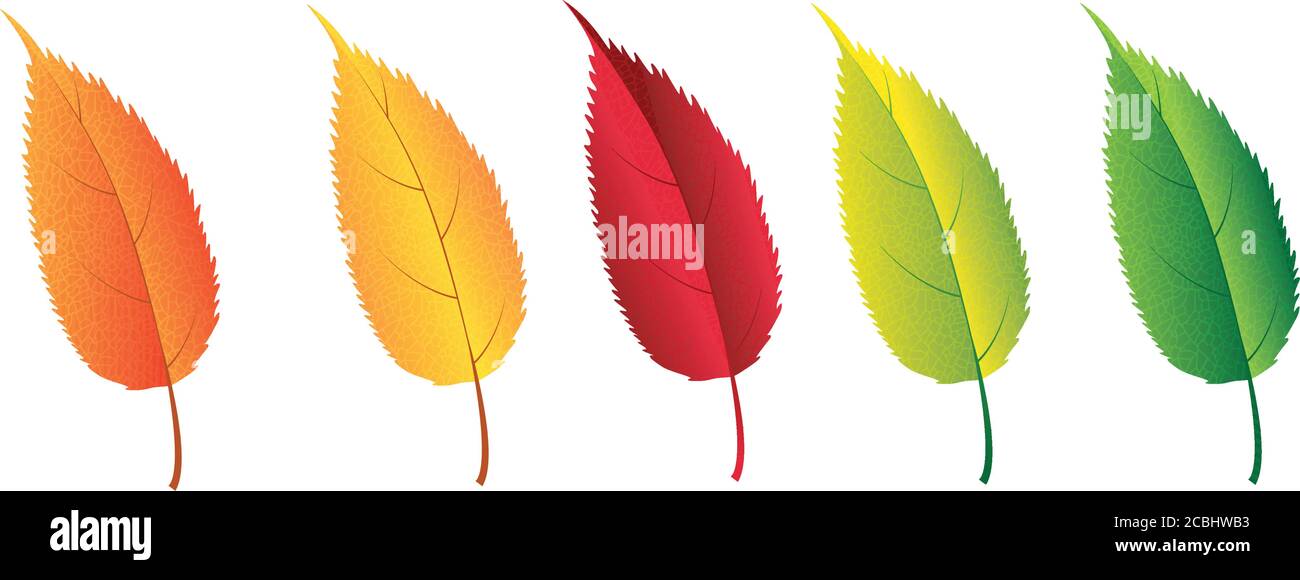 Autumn colorful leaves set, isolated on white background Stock Vector ...