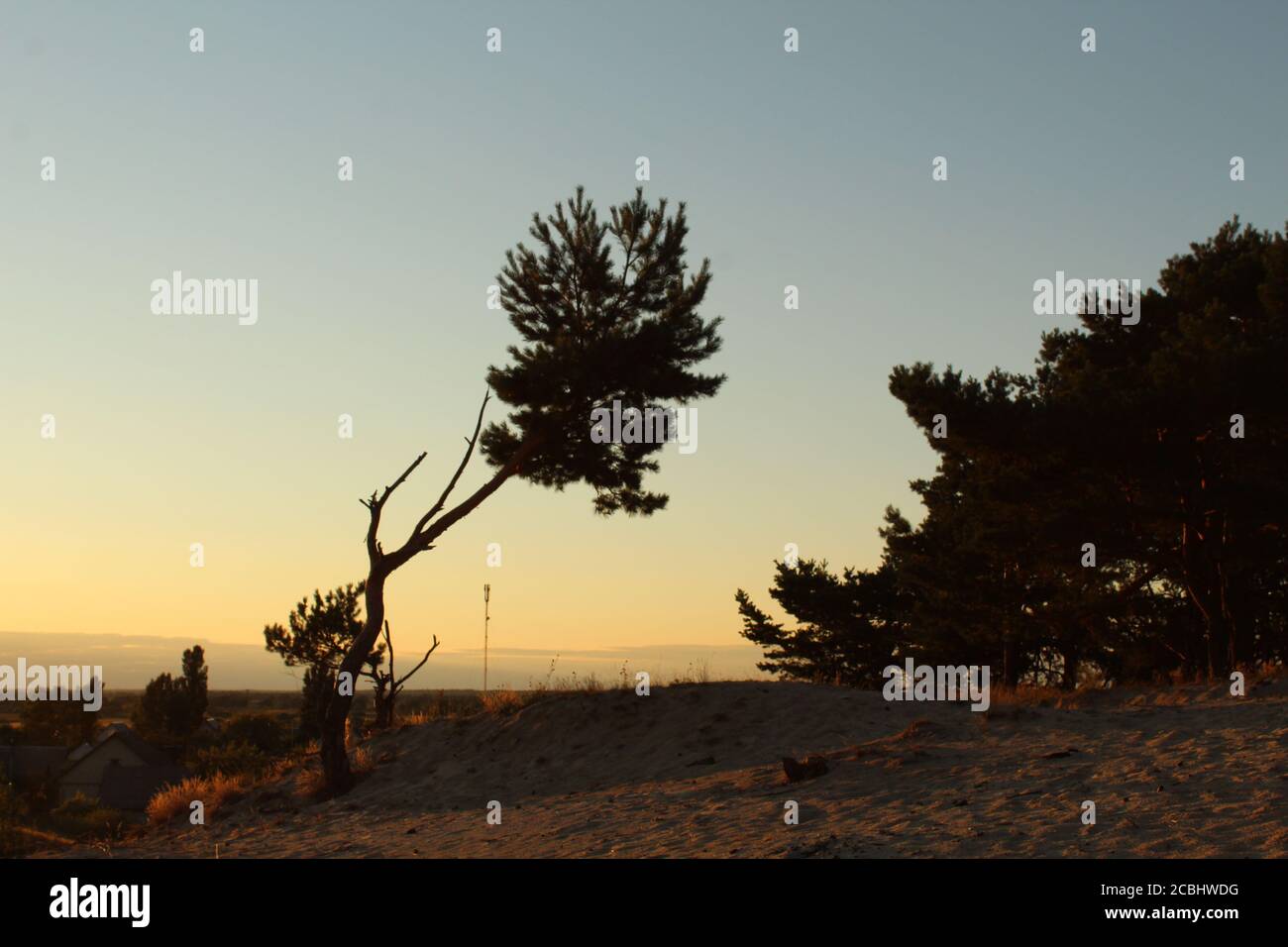 a single solitary tree grows on the sand against the sky blue sunset ...