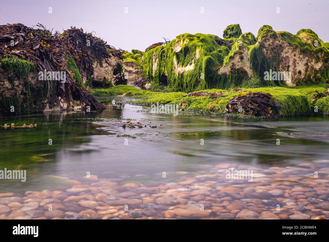 Seaweed covered rocks and rock pools at low tide Stock Photo - Alamy