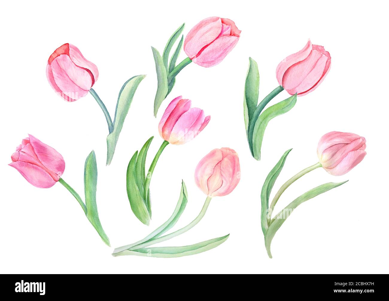 Tulips watercolor illustrations Stock Photo - Alamy