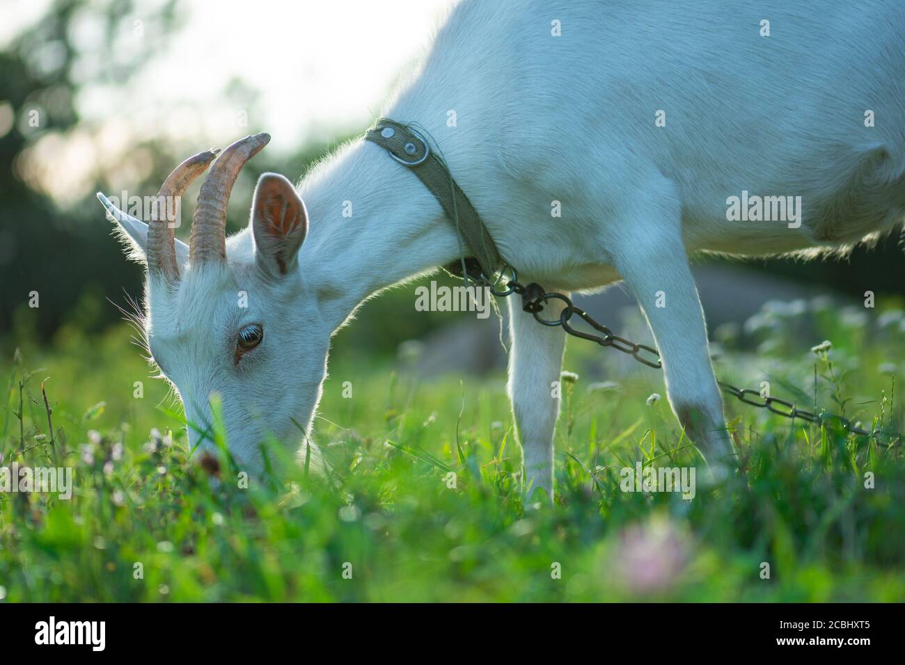 Goat eating grass on green meadow. Goats are grazed on pasture. Goats ...
