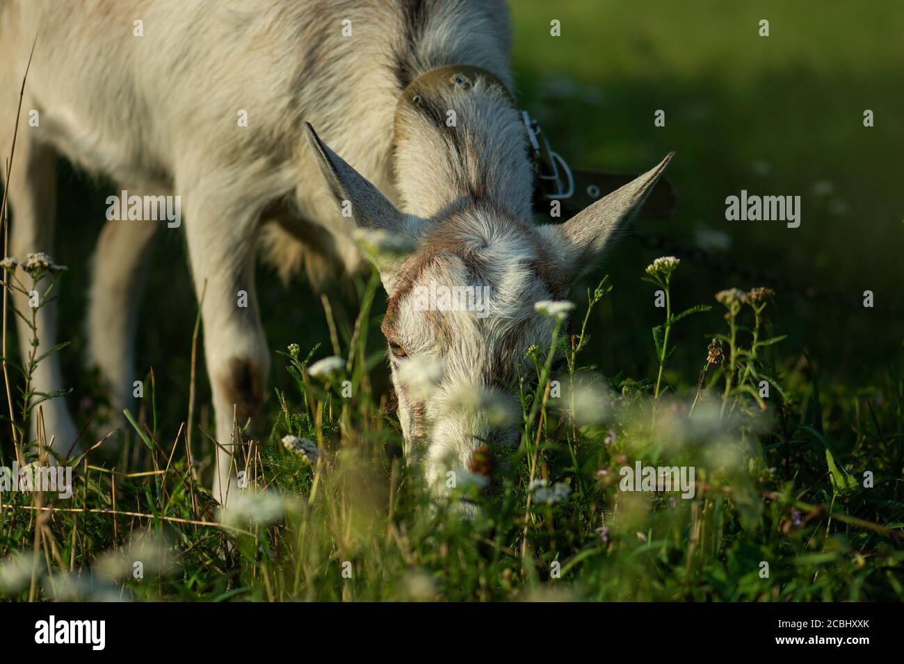 Goat chewing hi-res stock photography and images - Alamy