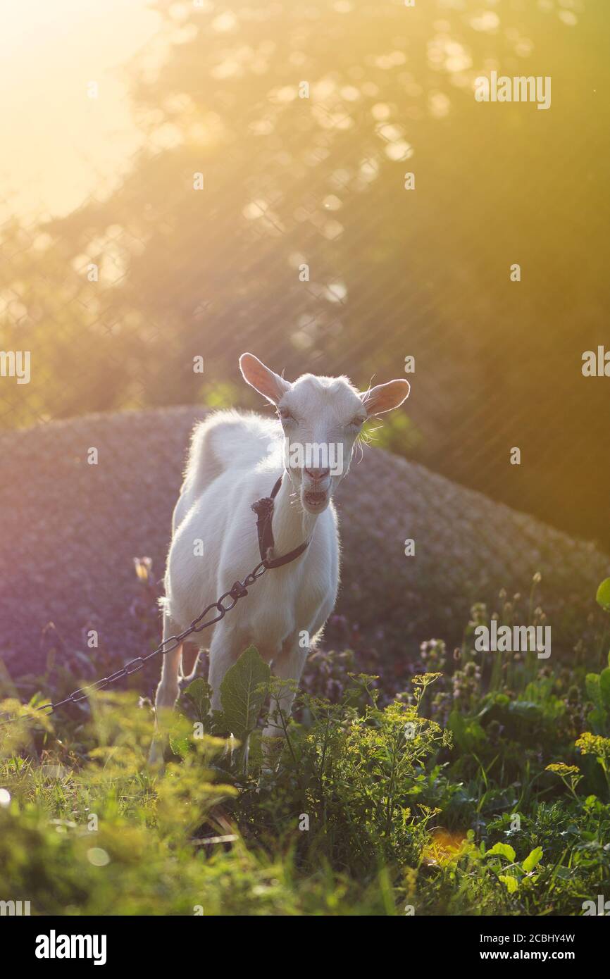 Beautiful young goat portrait outdoors at sunset. Backyard homestead ...