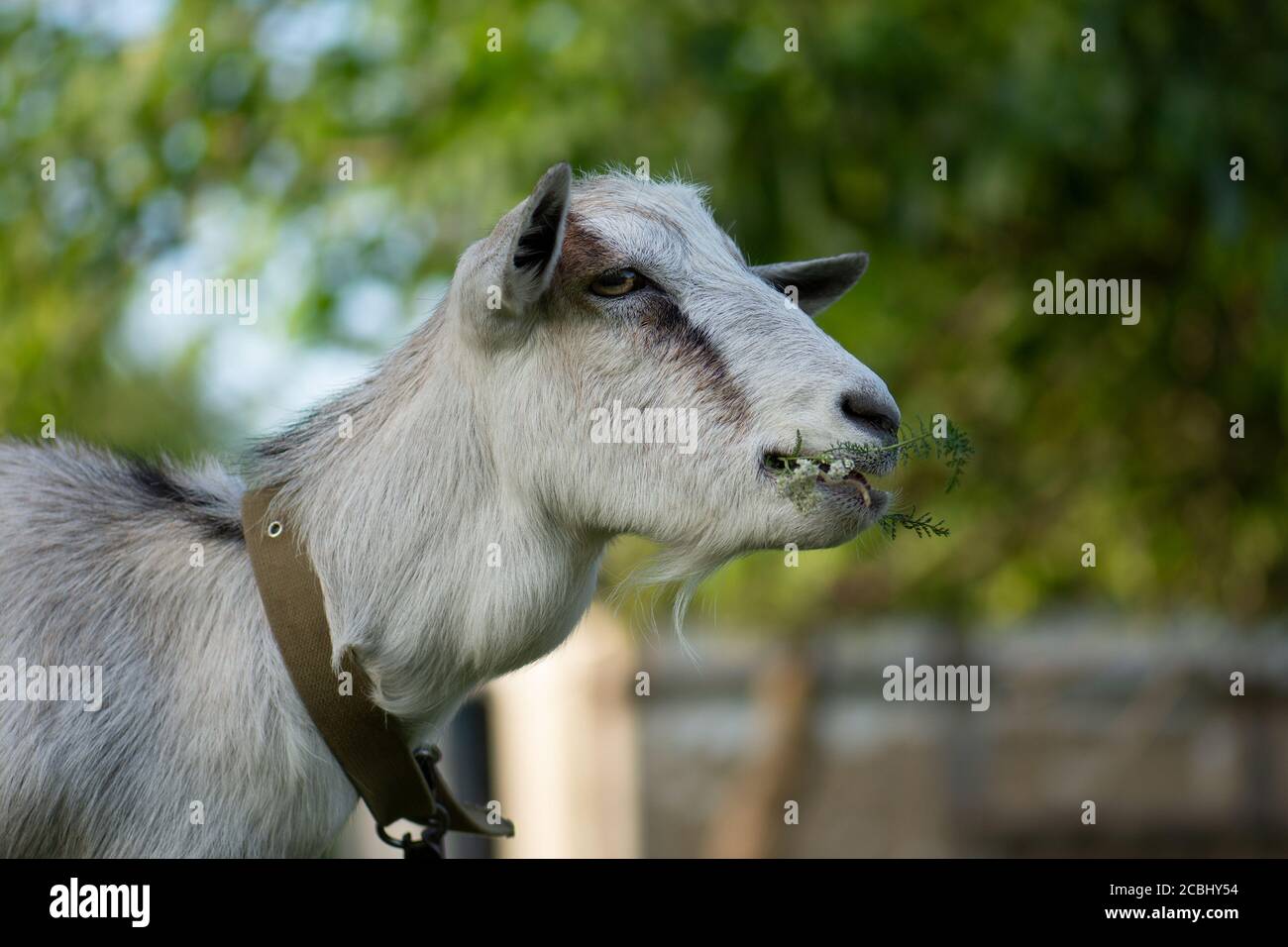 Goats are grazed on pasture. Goats grazing at sunset. Domestic goats ...