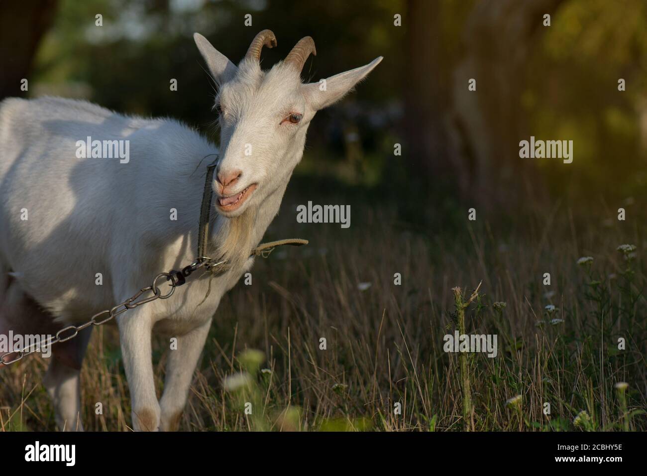 Traditional organic free range poultry farming. Goat and countryside ...