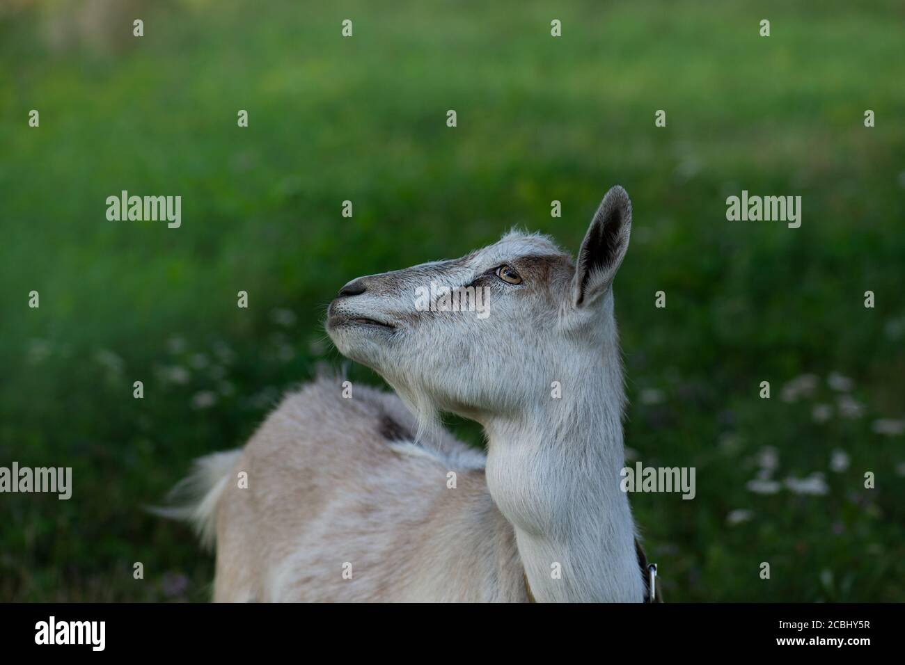 Village goat resting. Portrait of utility domestic animal. Outdoor ...