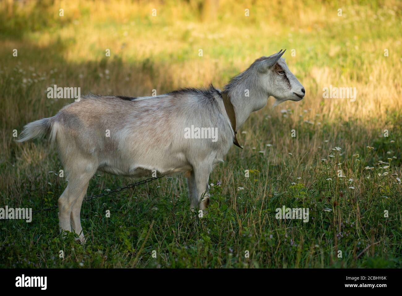 Outdoor portrait of a young goat. Goat resting outdoors in a grassy ...
