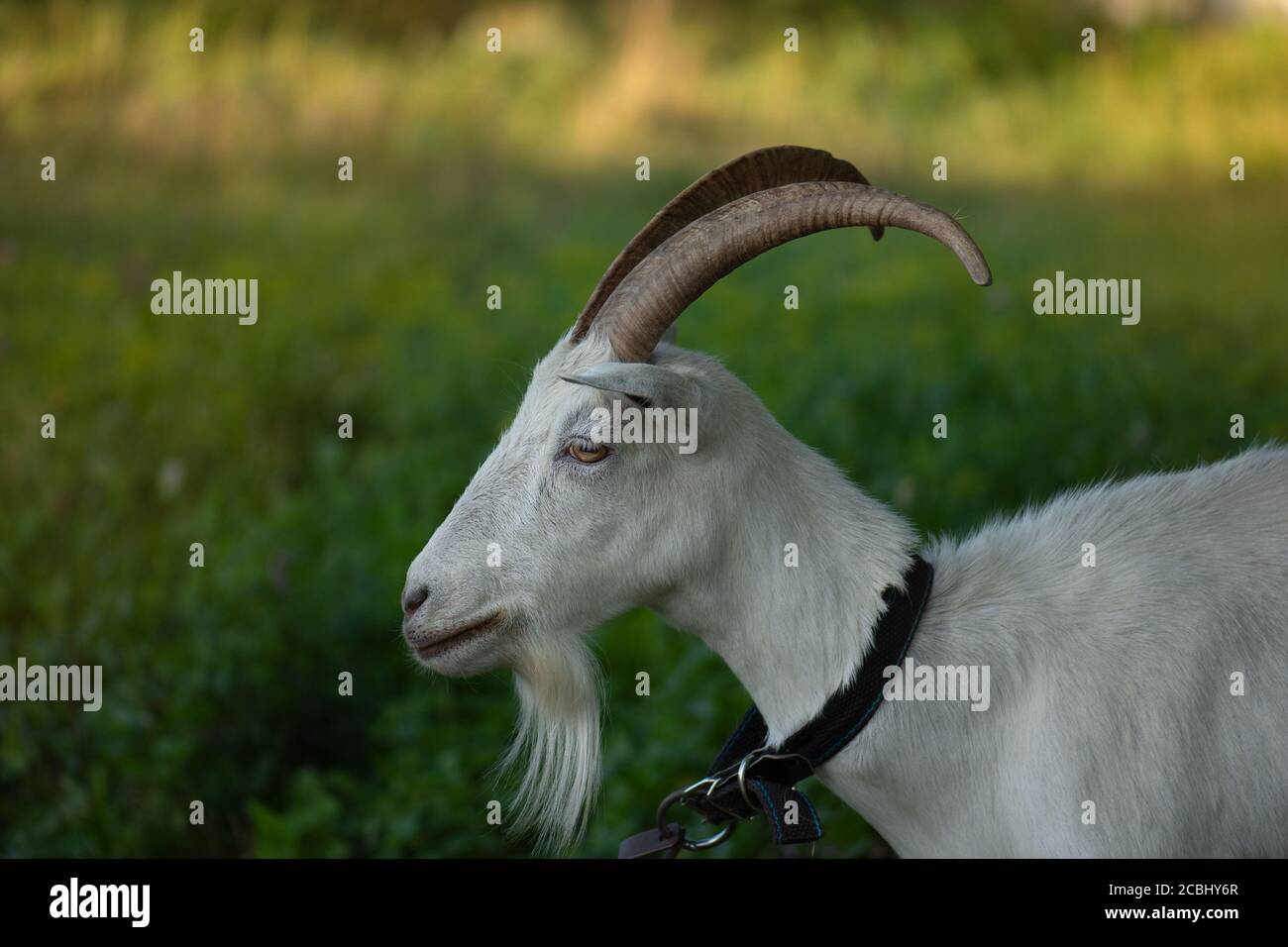 Traditional organic free range poultry farming. Goat and countryside ...