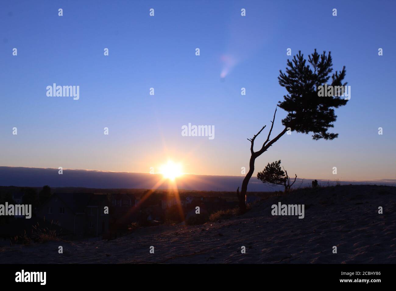cold landscape a lonely tree growing on the sand against the sky and ...