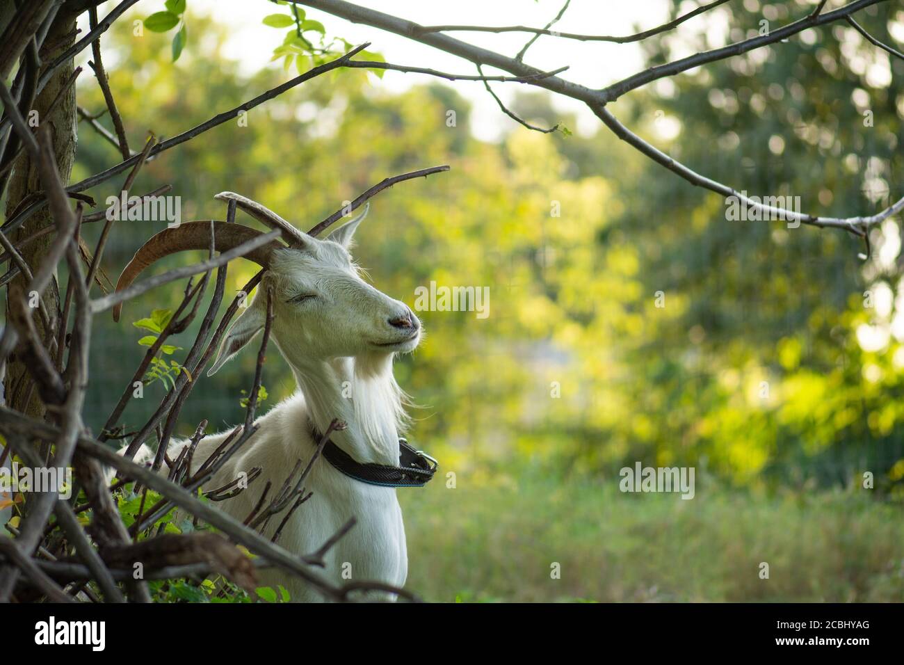 Funny moment in nature hi-res stock photography and images - Alamy