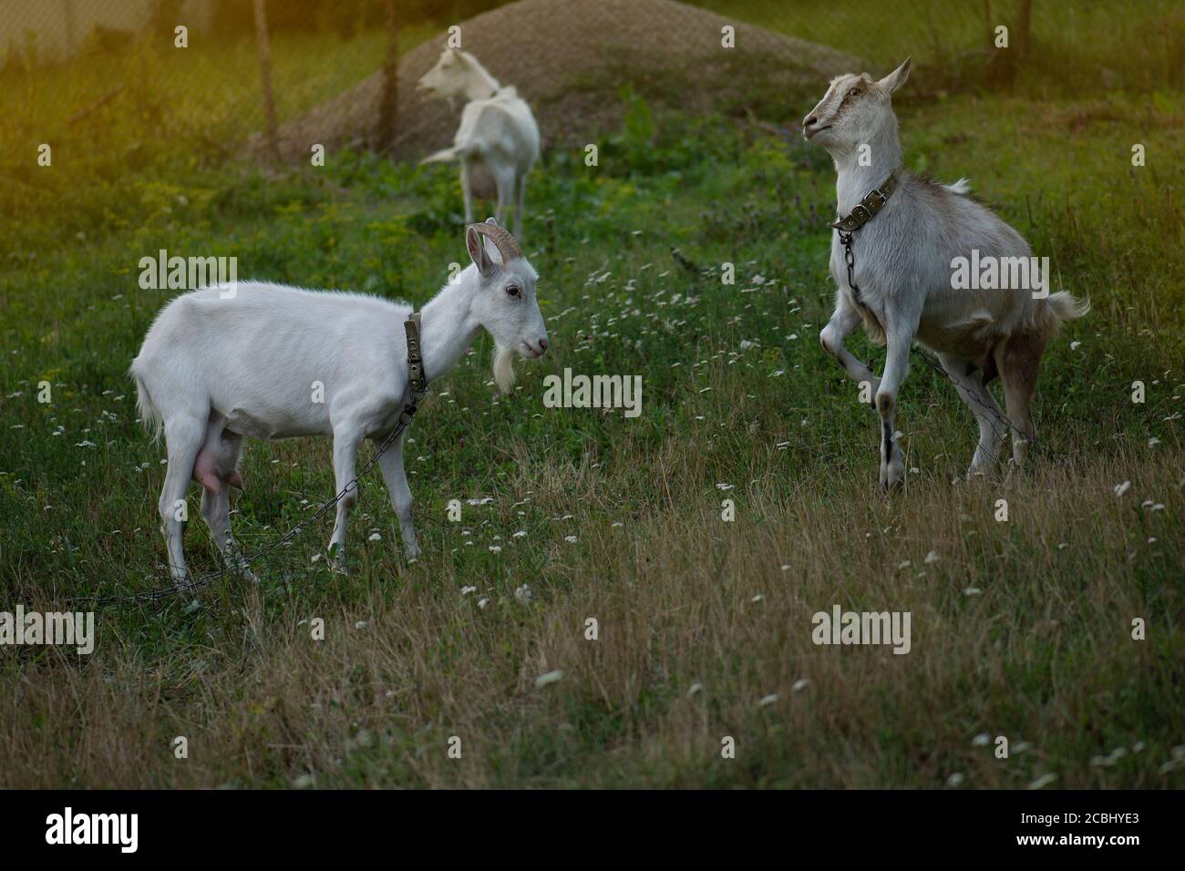 Beautiful young goats at sunset. Lifestyle goats photo. Conceptual ...