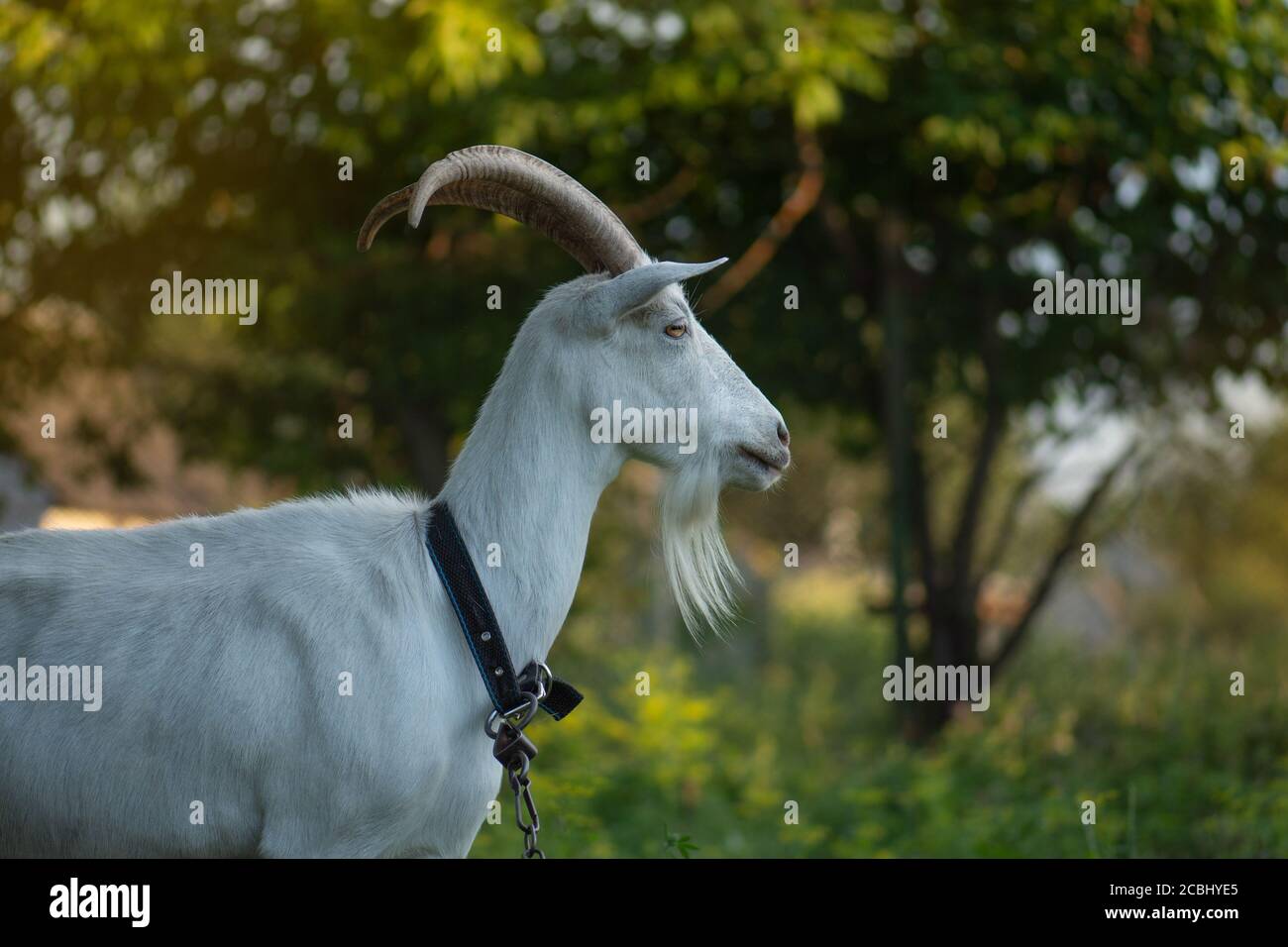 Country garden animal bloom hi-res stock photography and images - Alamy
