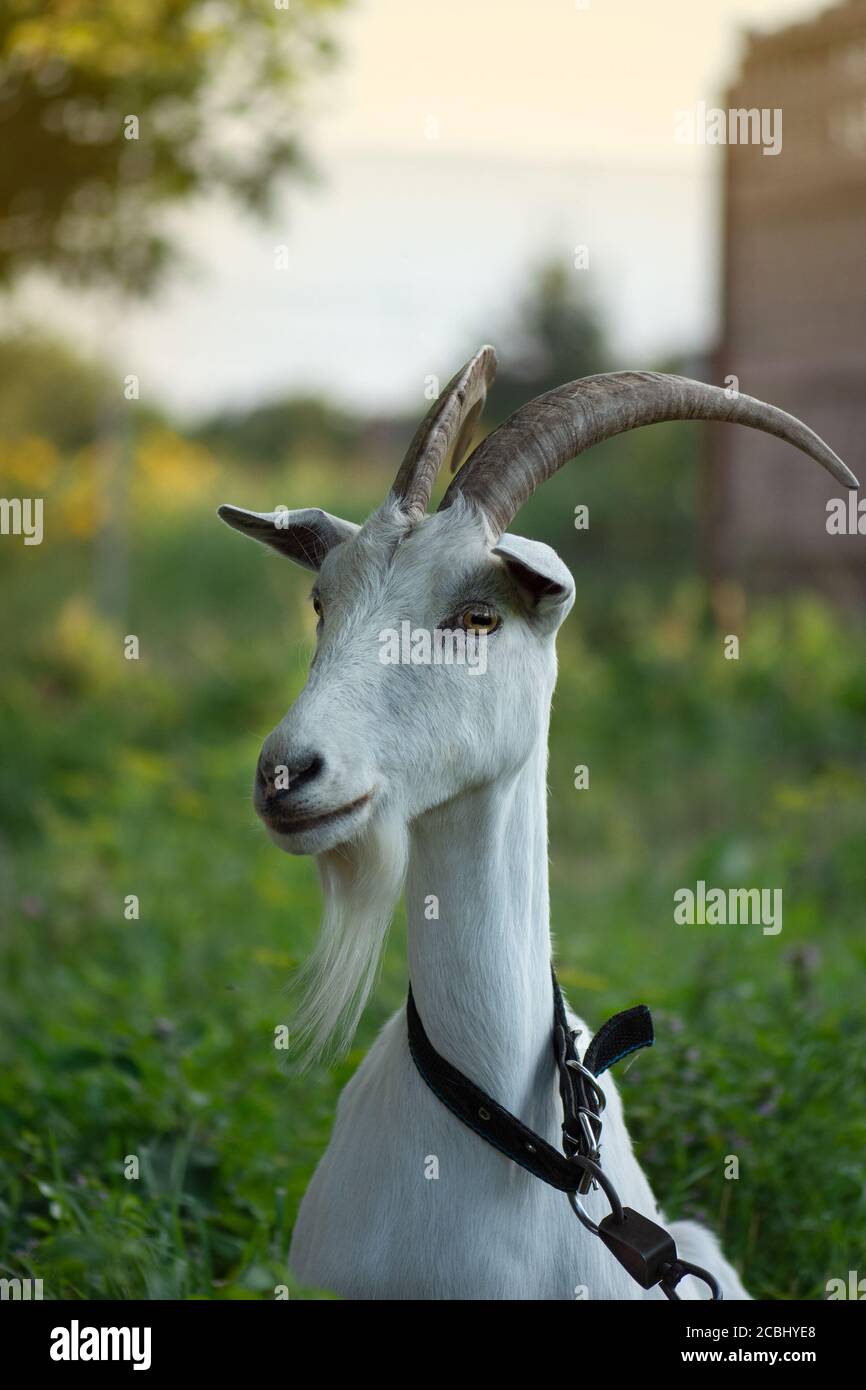 Beautiful goat portrait in nature. How to raise goats. Young goat on ...