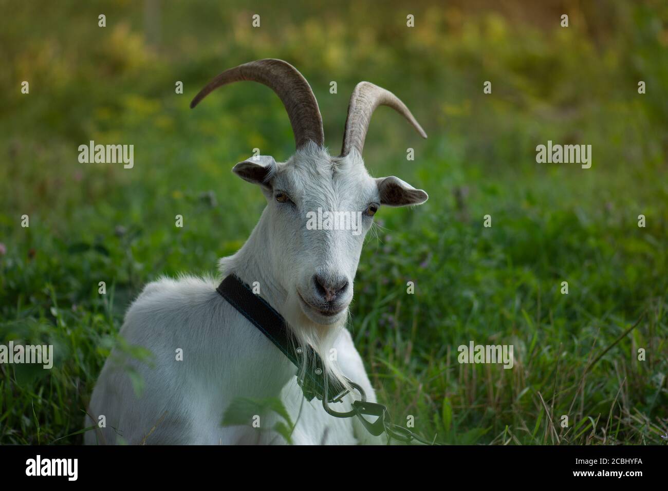 Village goat resting. Portrait of utility domestic animal. Outdoor ...