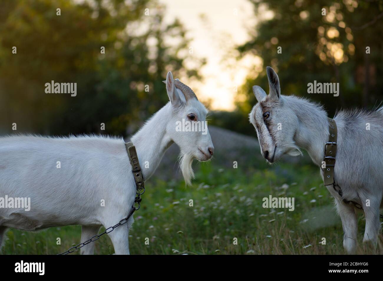 Beautiful young goats at sunset. Lifestyle goats photo. Conceptual ...