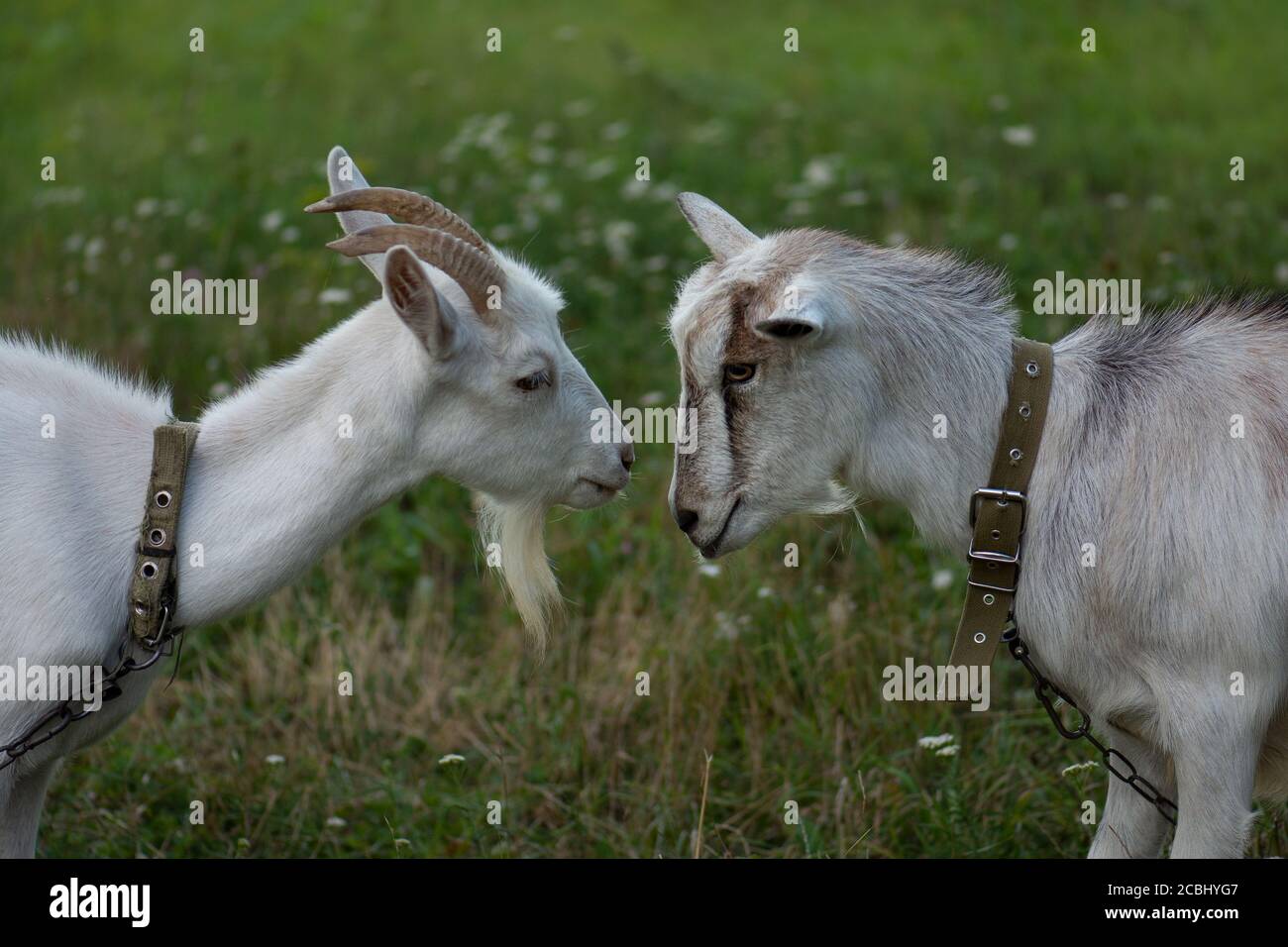 Beautiful young goats at sunset. Lifestyle goats photo. Conceptual ...