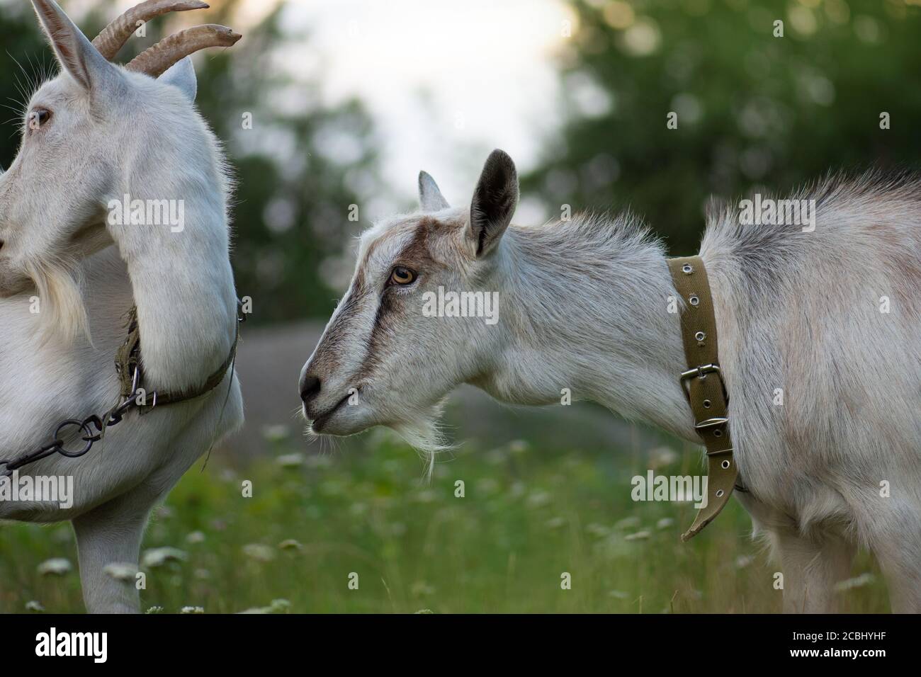 Cute baby goat chewing grass hi-res stock photography and images - Alamy