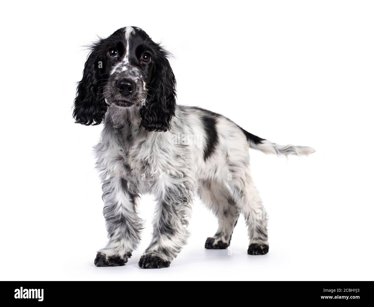 Cocker Spaniel Puppies Black And White And Brown